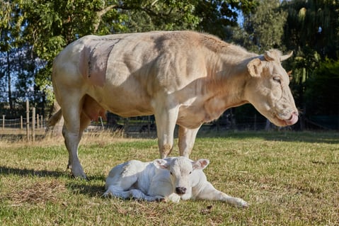 Ein guter Start für Kalb und Kuh: Die fünf Phasen der Geburt