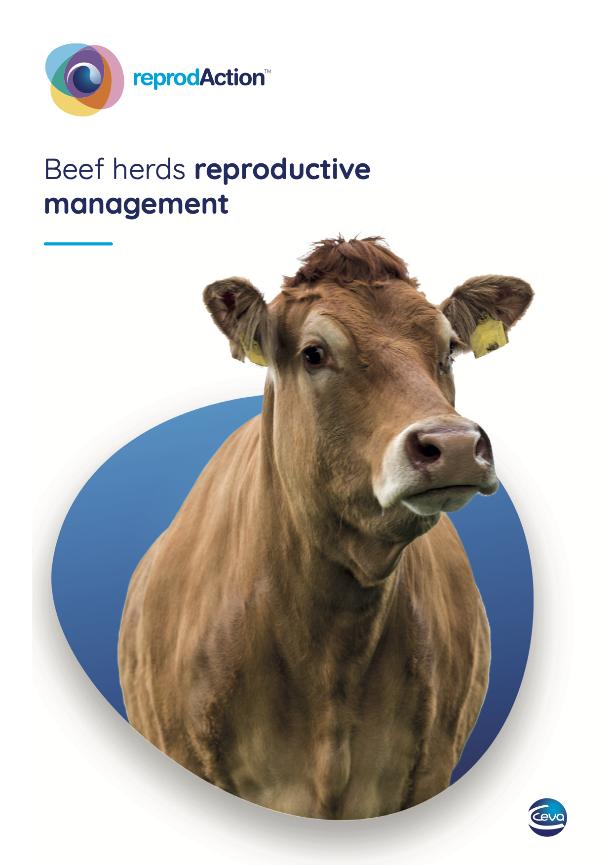Reproduction - beef herds