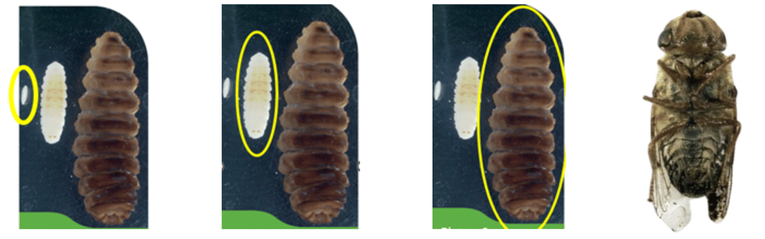Oestrus ovis: control, signos clínicos y tratamiento