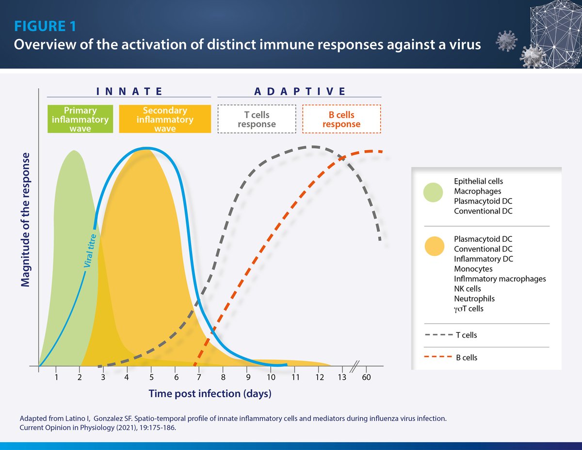 Fundamentals of bovine immunity