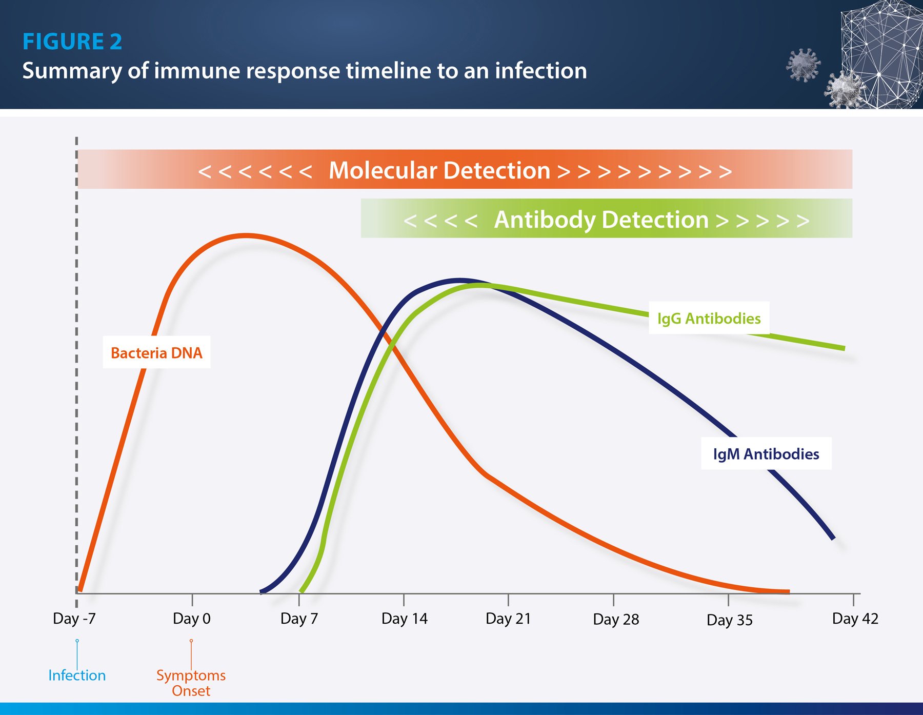 Fundamentals of bovine immunity