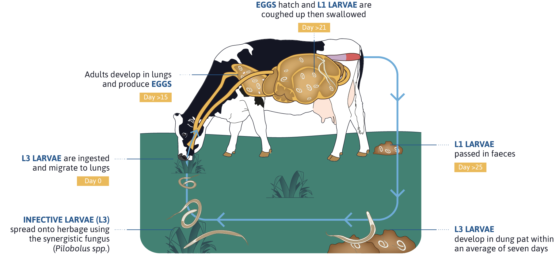 Lungworms in cattle: importance of the infection in grazing cattle
