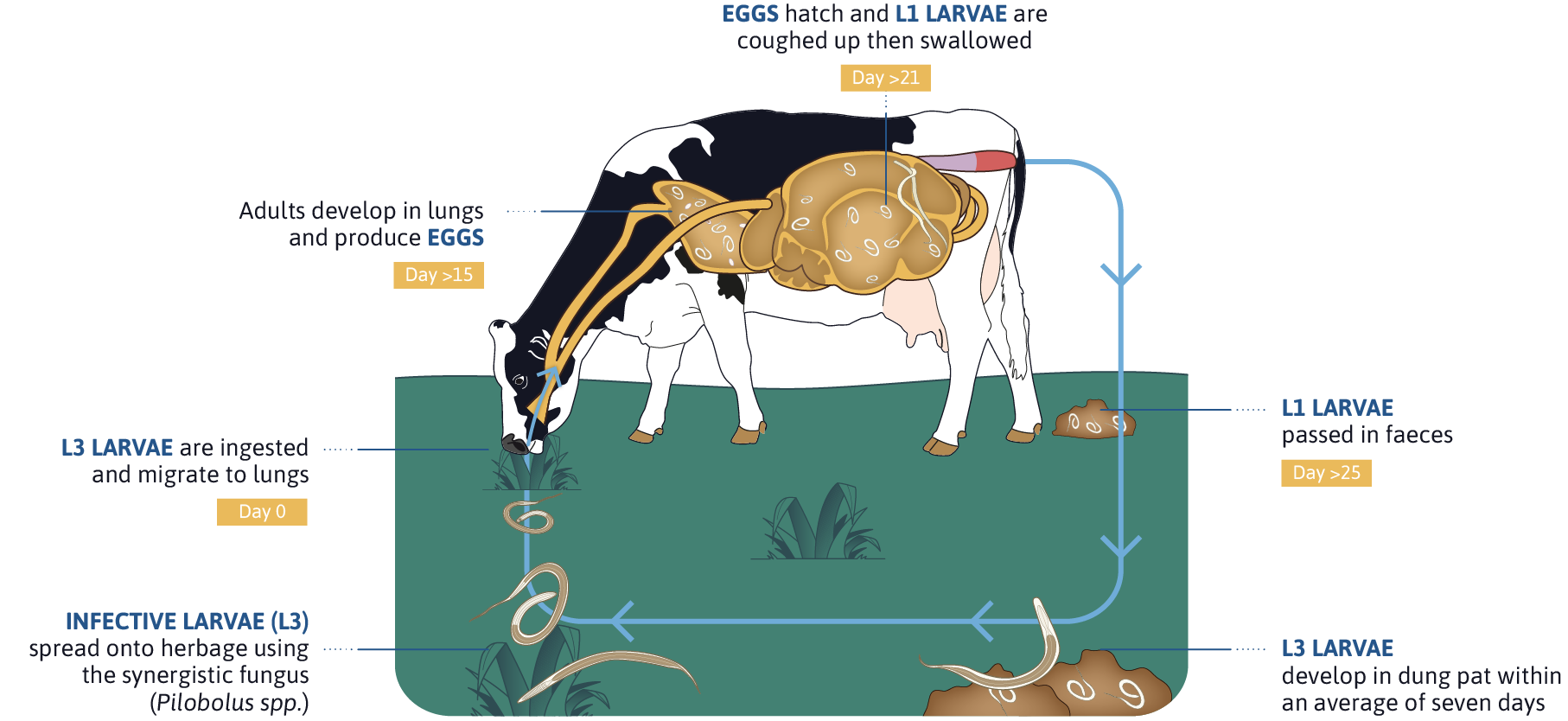 Lungworms in cattle: importance of the infection in grazing cattle