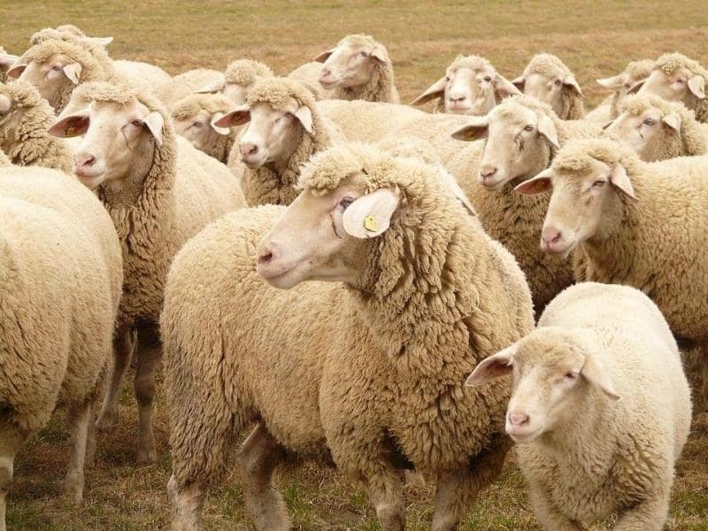 Abortos en ovejas y cabras : Chlamydia abortus, persistencia de la ...