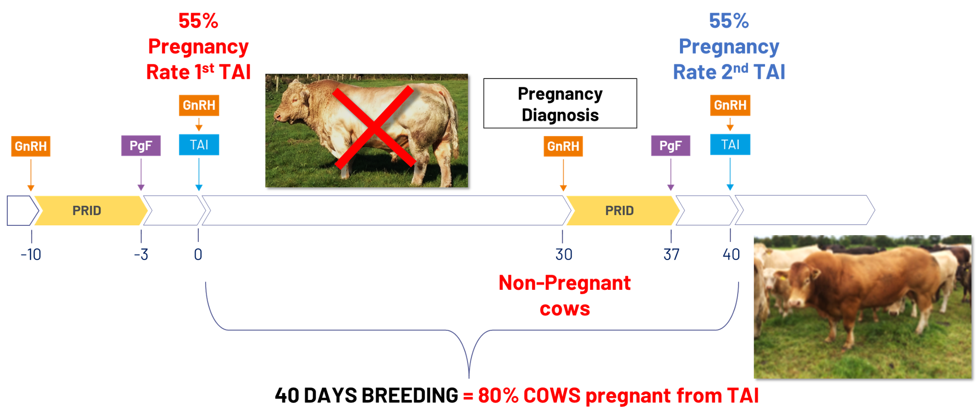 Beef cow synchronization protocols: the effective strategy to improve ...
