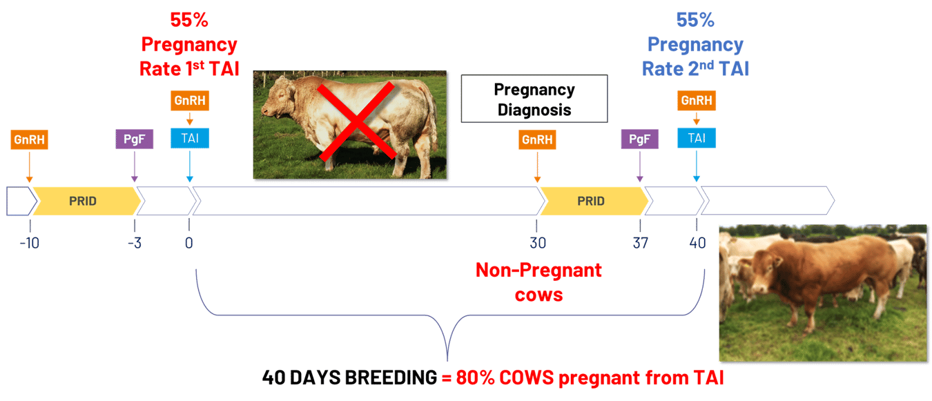 Beef cow synchronization protocols: the effective strategy to improve ...