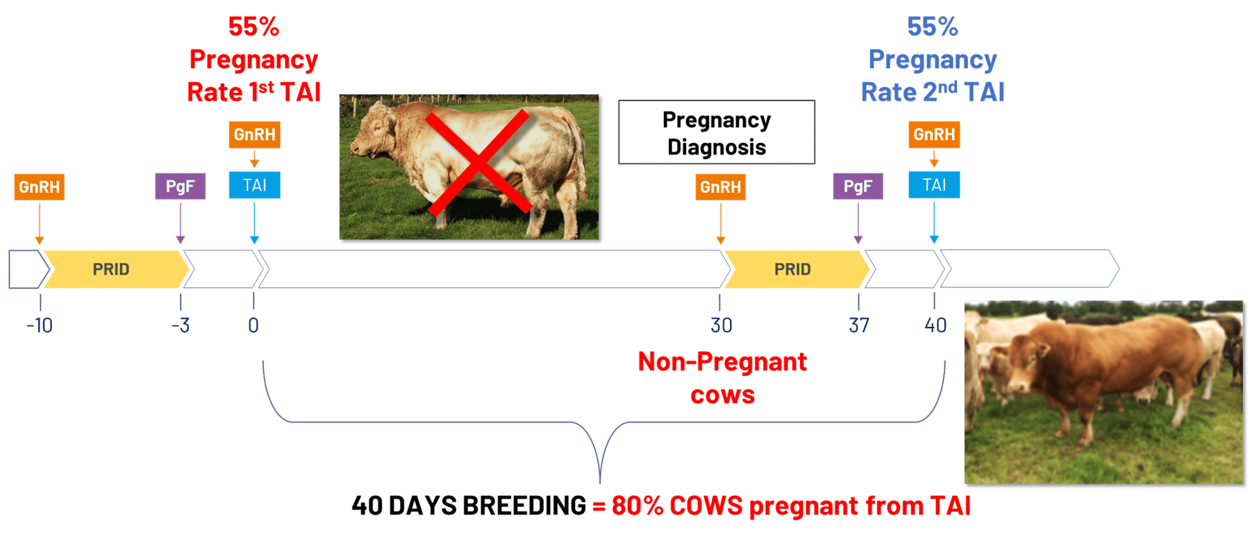 Beef cow synchronization protocols: the effective strategy to improve ...