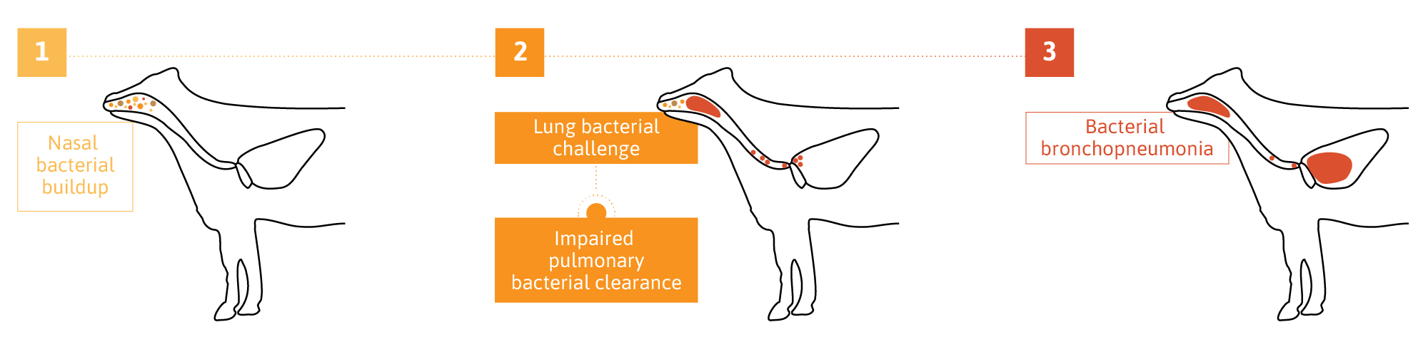 Calf pneumonia: which are the main bacteria involved?