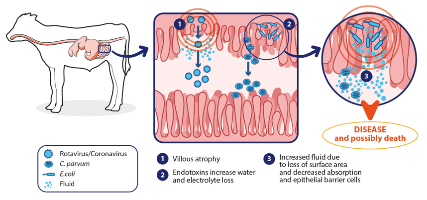 Scours In Calves Which Are The Main Pathogens Behind