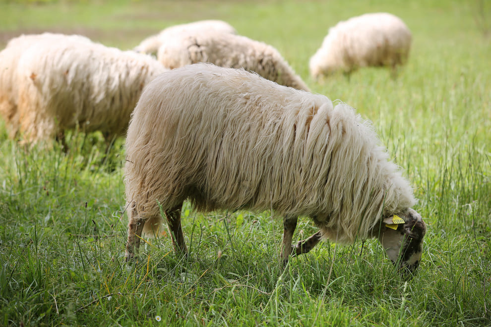 Oestrus ovis biology