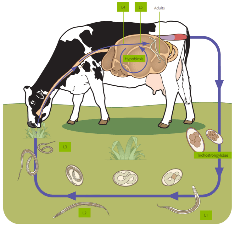 Gastrointestinal nematodes in grazing ruminants: general lifecycle
