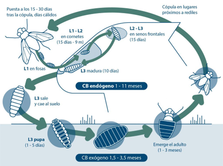 Oestrus ovis: control, signos clínicos y tratamiento