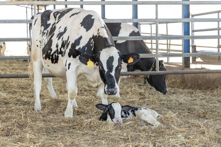 Metritis in dairy cattle: impact on reproductive efficiency