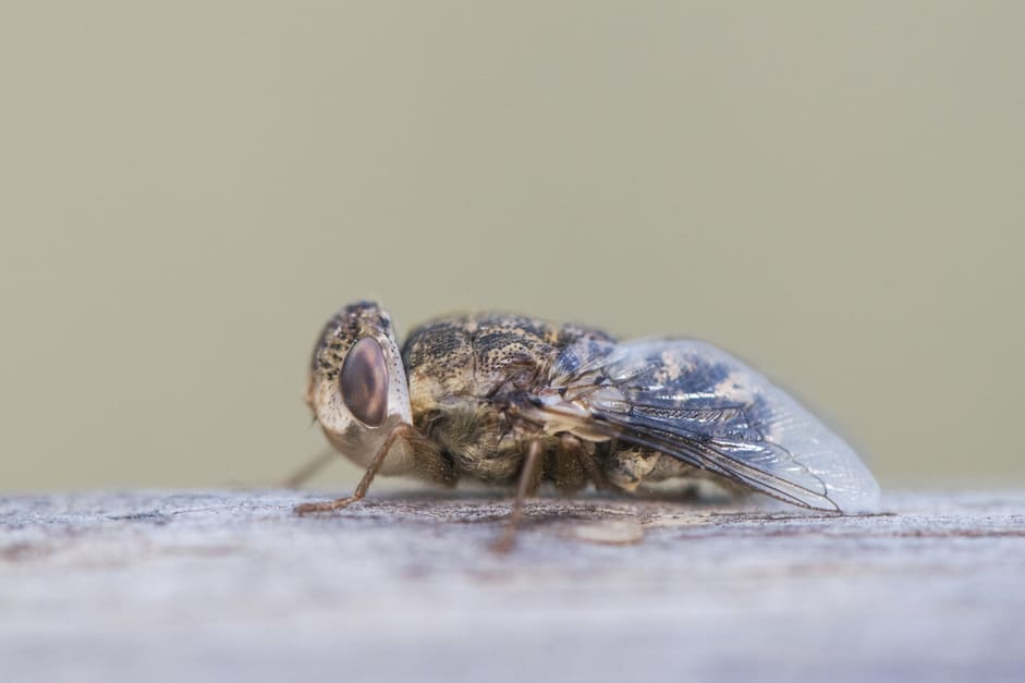 Oestrus ovis biology