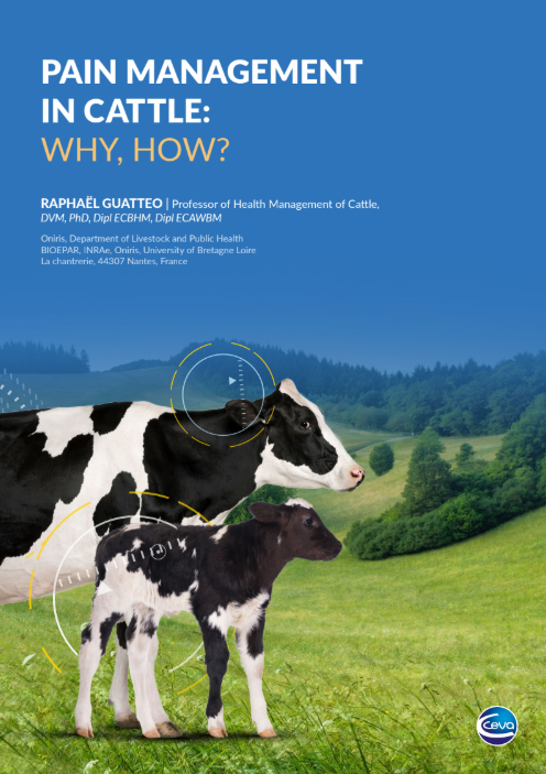 Pain management in cattle