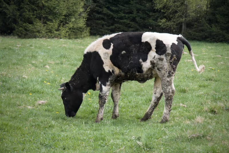 Acidosis ruminal: por qué hay que prestarle atención