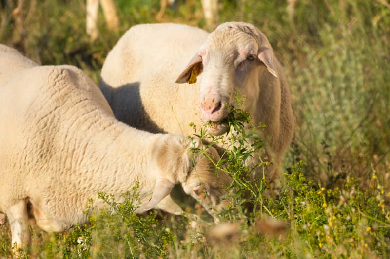 ¿Qué comen las ovejas productoras de leche?
