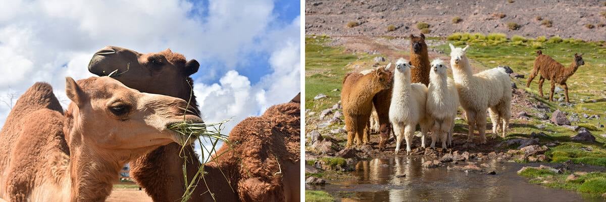 ¿Qué son los animales rumiantes?