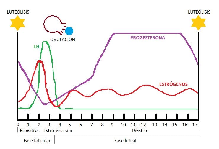 La importancia del asesoramiento reproductivo en ovejas