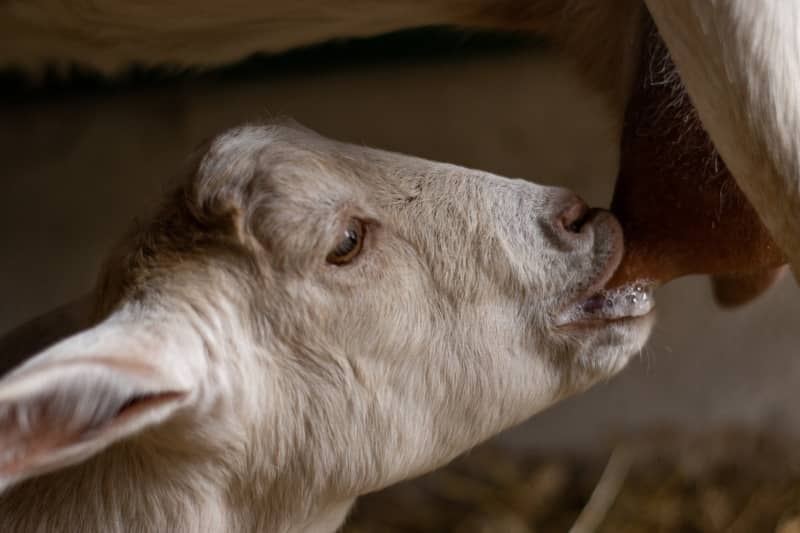 ¿Conoces los beneficios de la leche de oveja?