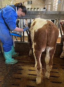 Bovine Respiratory Disease: 4 Reasons to Use Ultrasonography in Calves