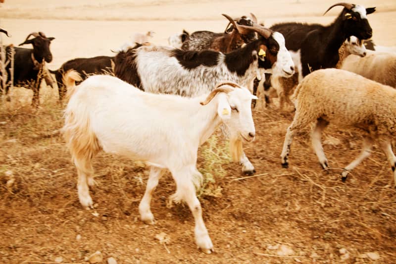 ¿Cuántos tipos de cabras españolas existen?