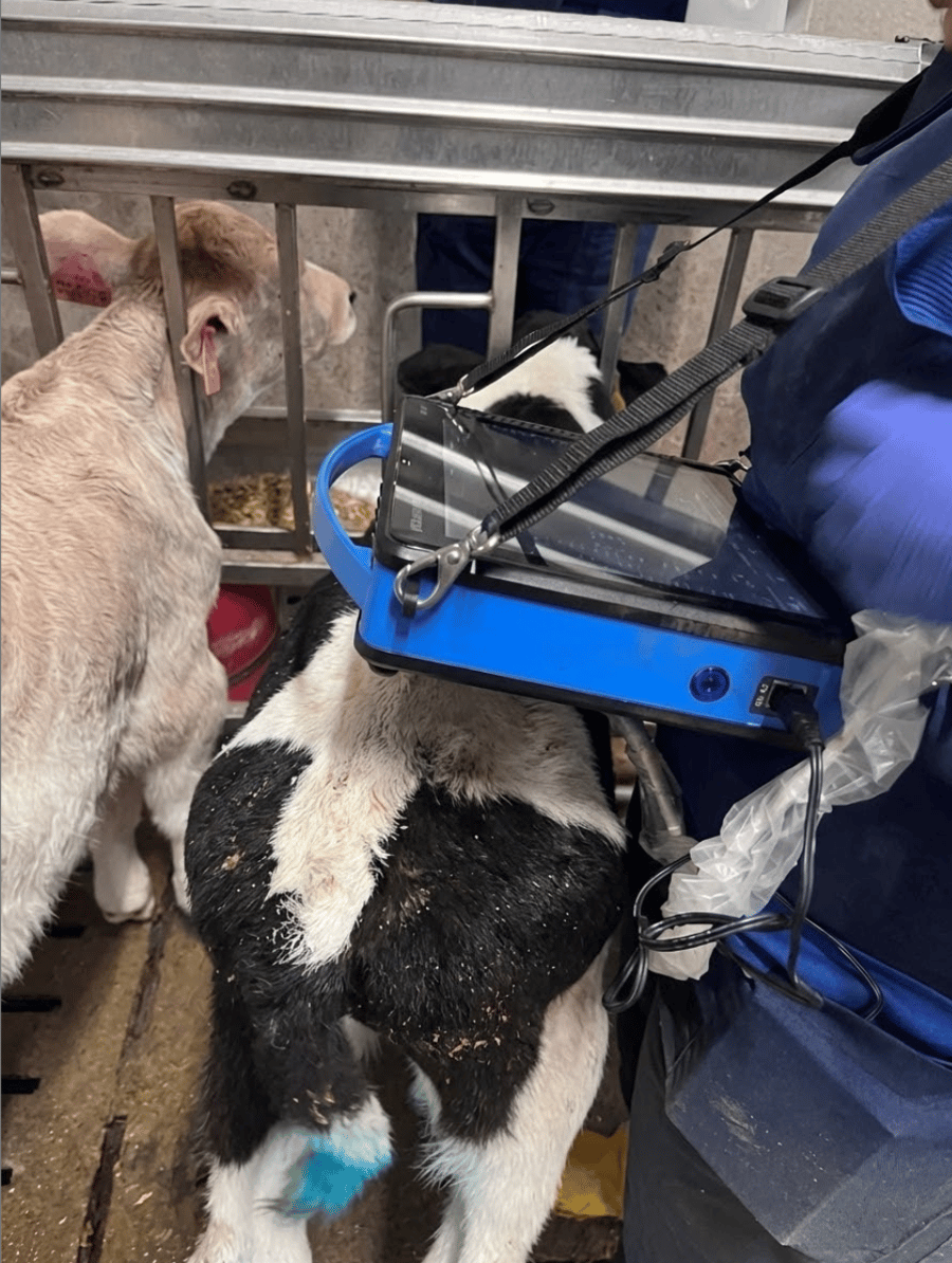 Calf care: Prevention of failure of transfer of passive immunity and 3 ...