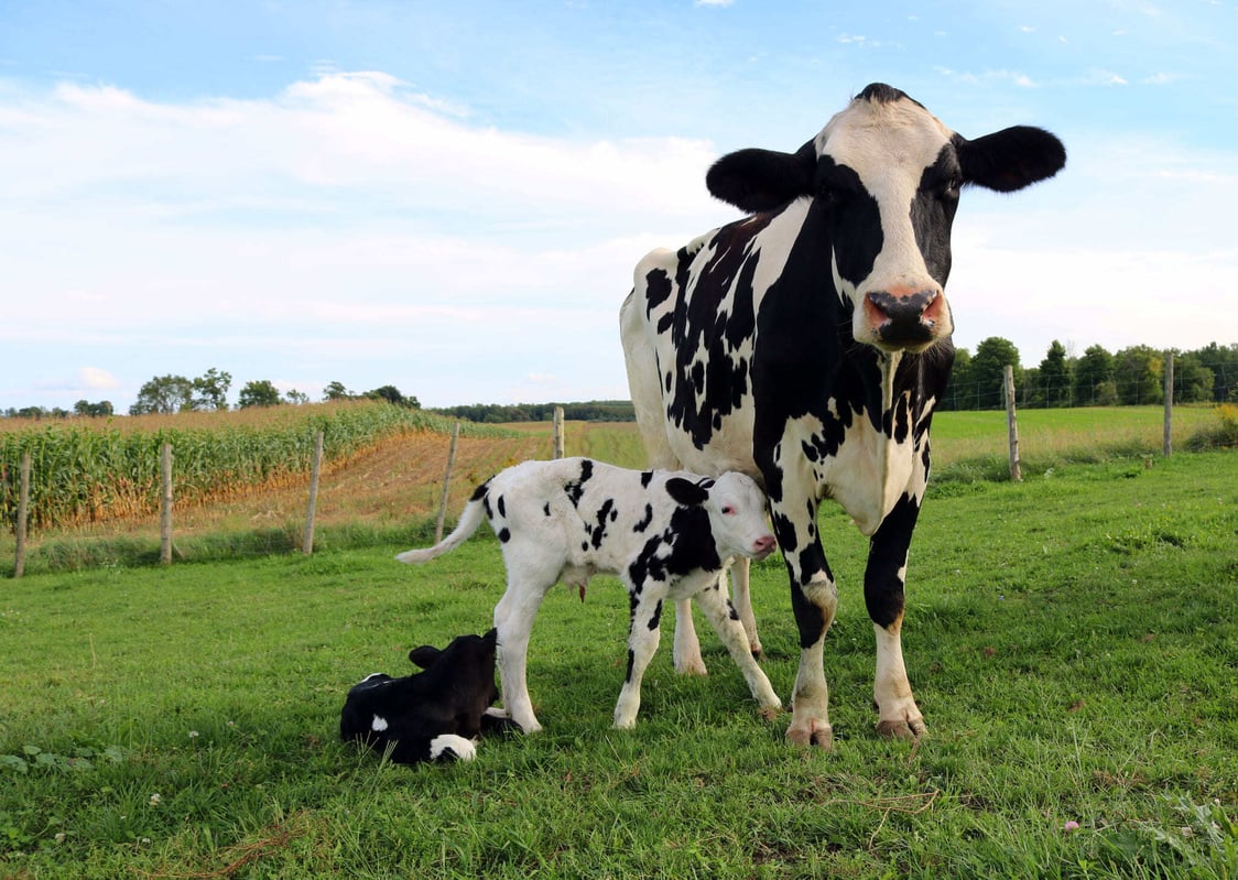 Using Cattle Ultrasound to Optimize Dairy Reproduction