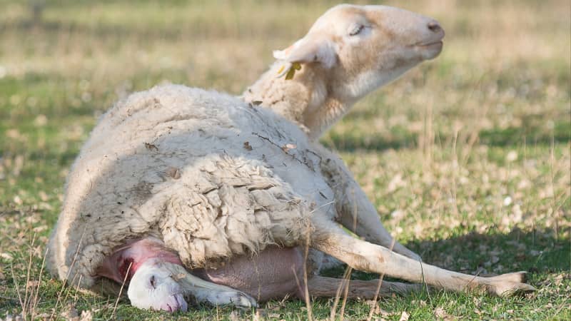 Cría de ovejas: Tratamientos hormonales para una mayor rentabilidad y ...