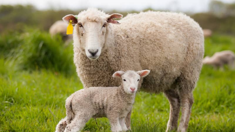 Cría de ovejas: Tratamientos hormonales para una mayor rentabilidad y ...