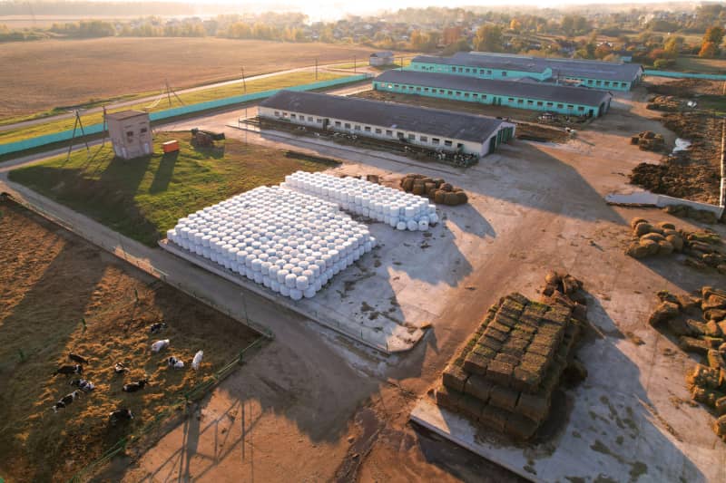 La estabulación en rumiantes como sistema de producción