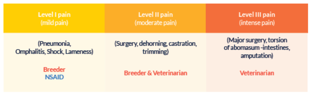 Farm animal welfare: managing pain assessment in cattle