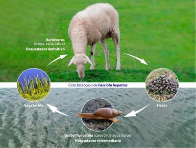 Fasciola hepatica: El parásito causante de la fasciolosis en rumiantes