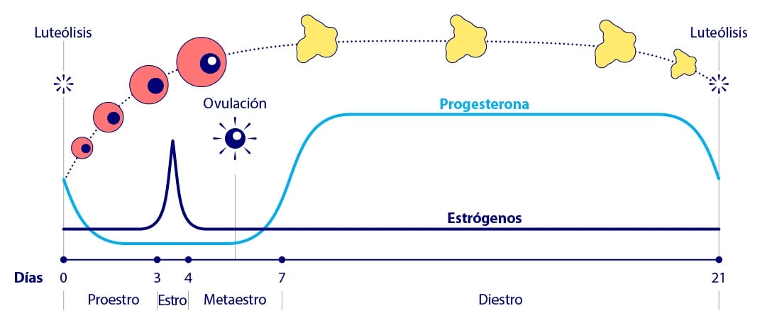 La gestación de la vaca es el motor de la explotación