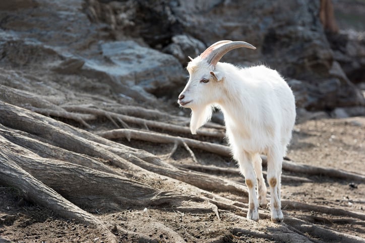 Top 10 goat breeds for milk production