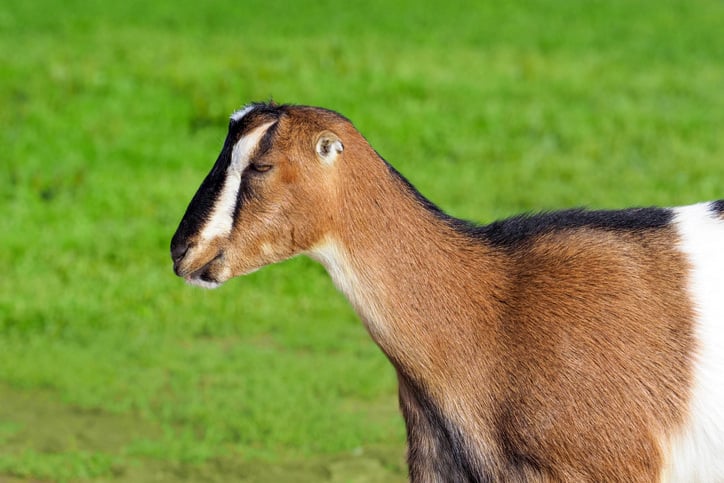 Top 10 goat breeds for milk production