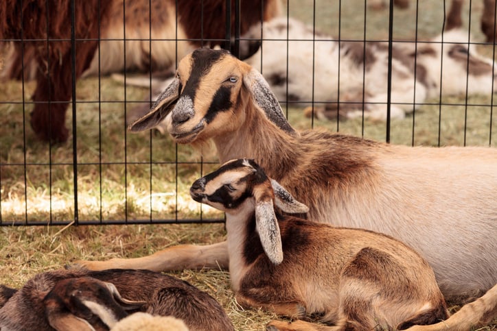 Top 10 goat breeds for milk production