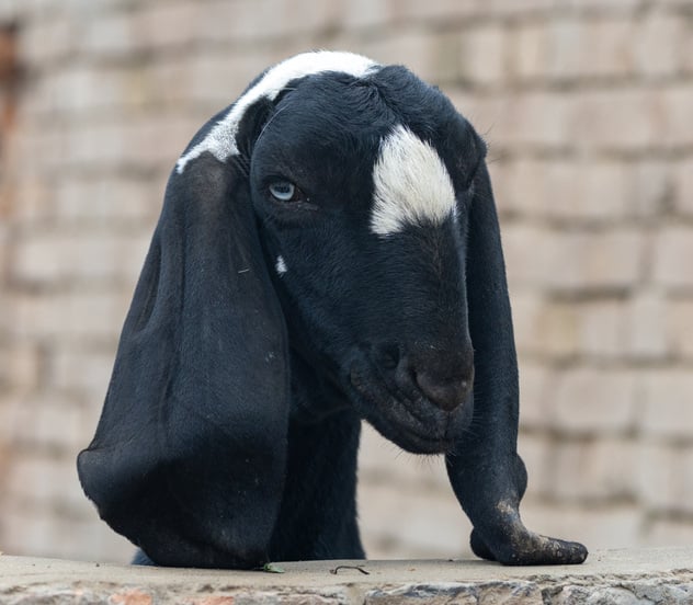 Top 10 goat breeds for milk production