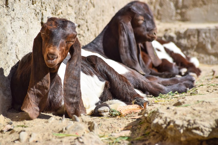 Top 3 global leaders in goat milk production: Who ranks highest?
