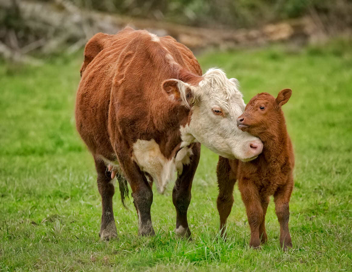 Beef cattle essentials: things to know when starting a cow-calf operation