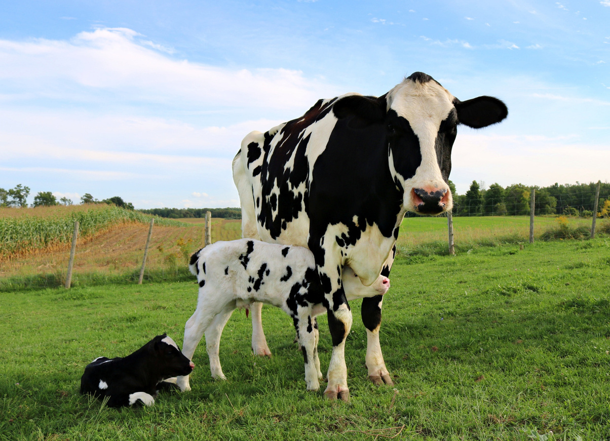 Timing from calving to pregnancy. What physiologically happens in a ...