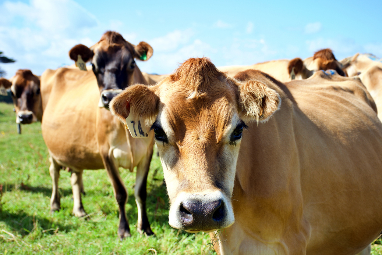 The Top 5 best dairy cow breeds for producing milk