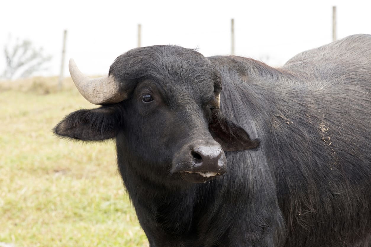 Cows and Buffaloes: 7 crucial differences that every practitioner ...