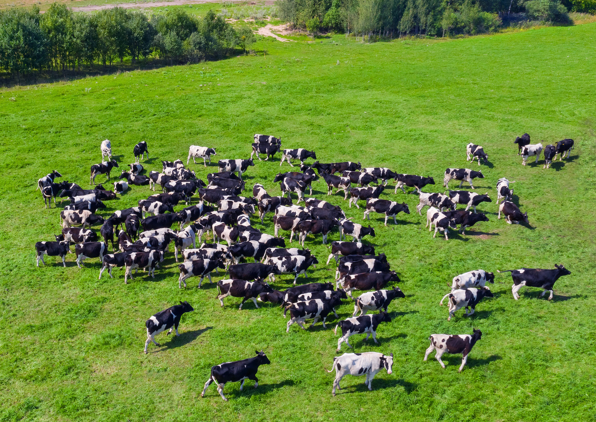 Smart farming: how to use drones to improve cattle management?