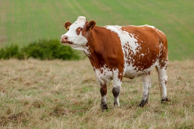 The Top 5 best dairy cow breeds for producing milk