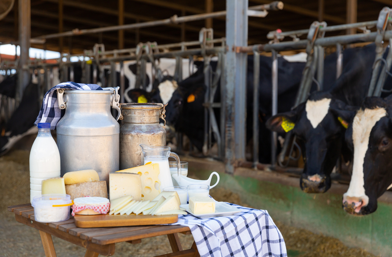 How cattle Upcycle non-edible biomass into Quality Protein