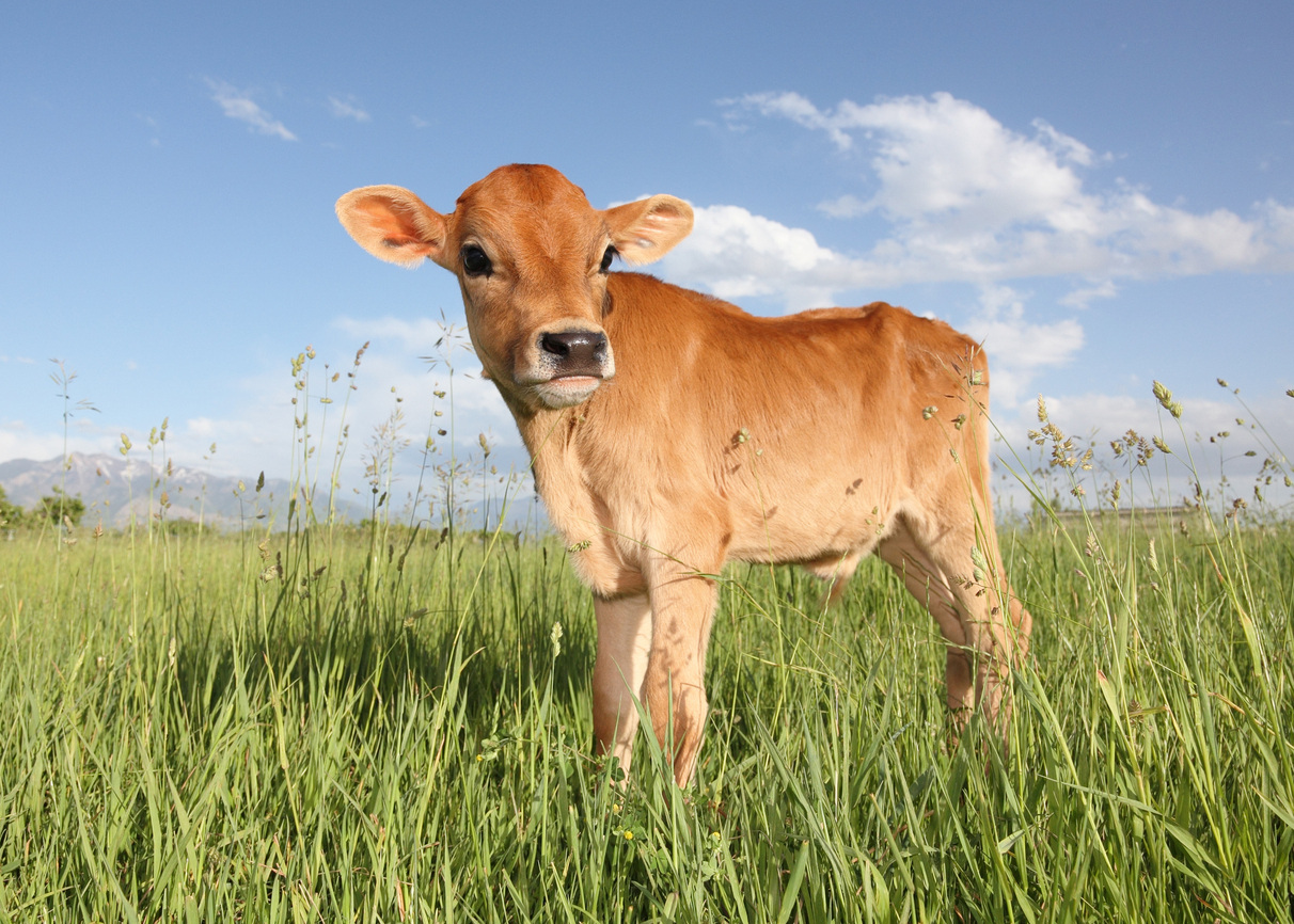 Timing from calving to pregnancy. What physiologically happens in a ...