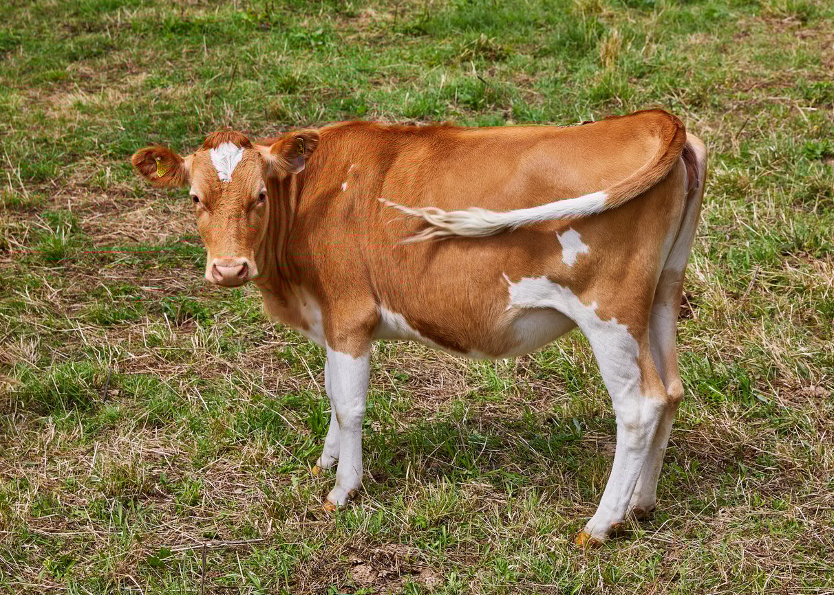 The Top 5 best dairy cow breeds for producing milk