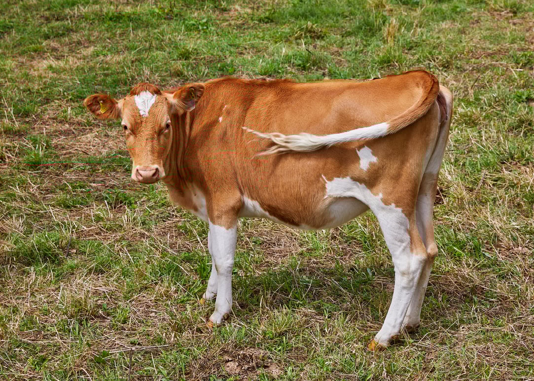 The Top 5 best dairy cow breeds for producing milk