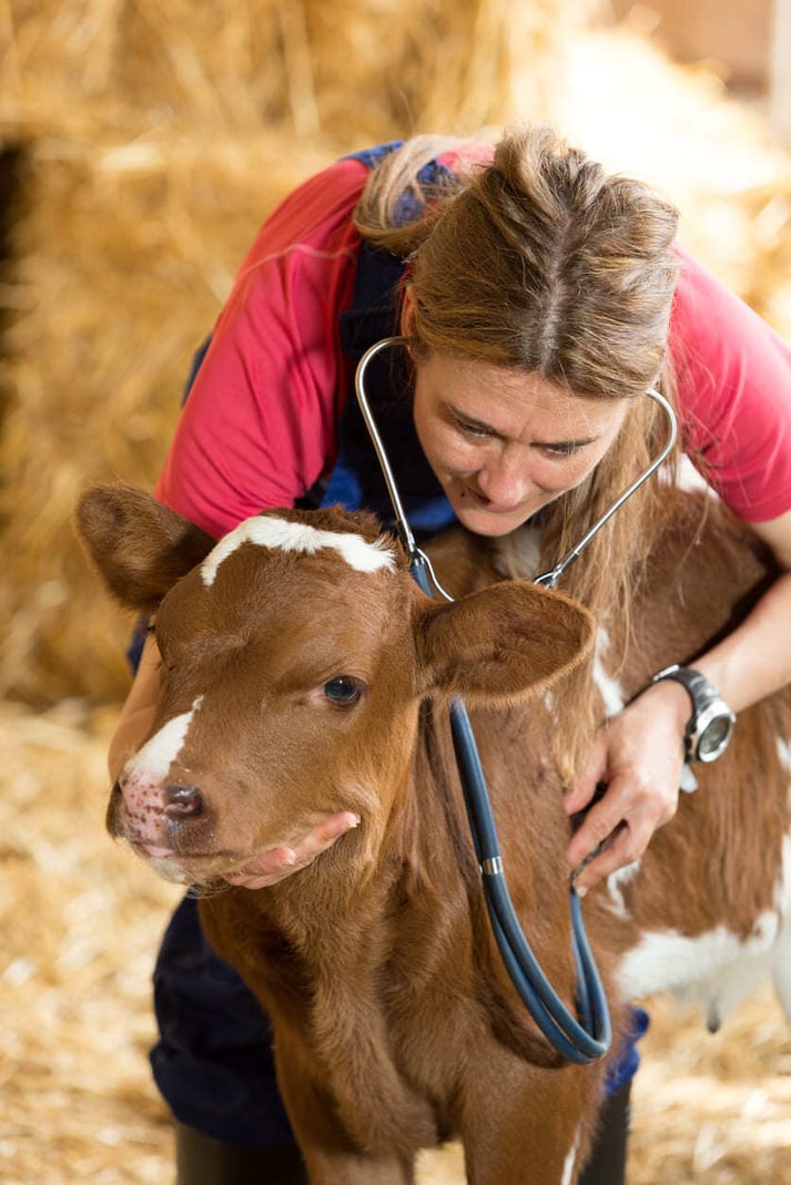 Beef cattle essentials: things to know when starting a cow-calf operation